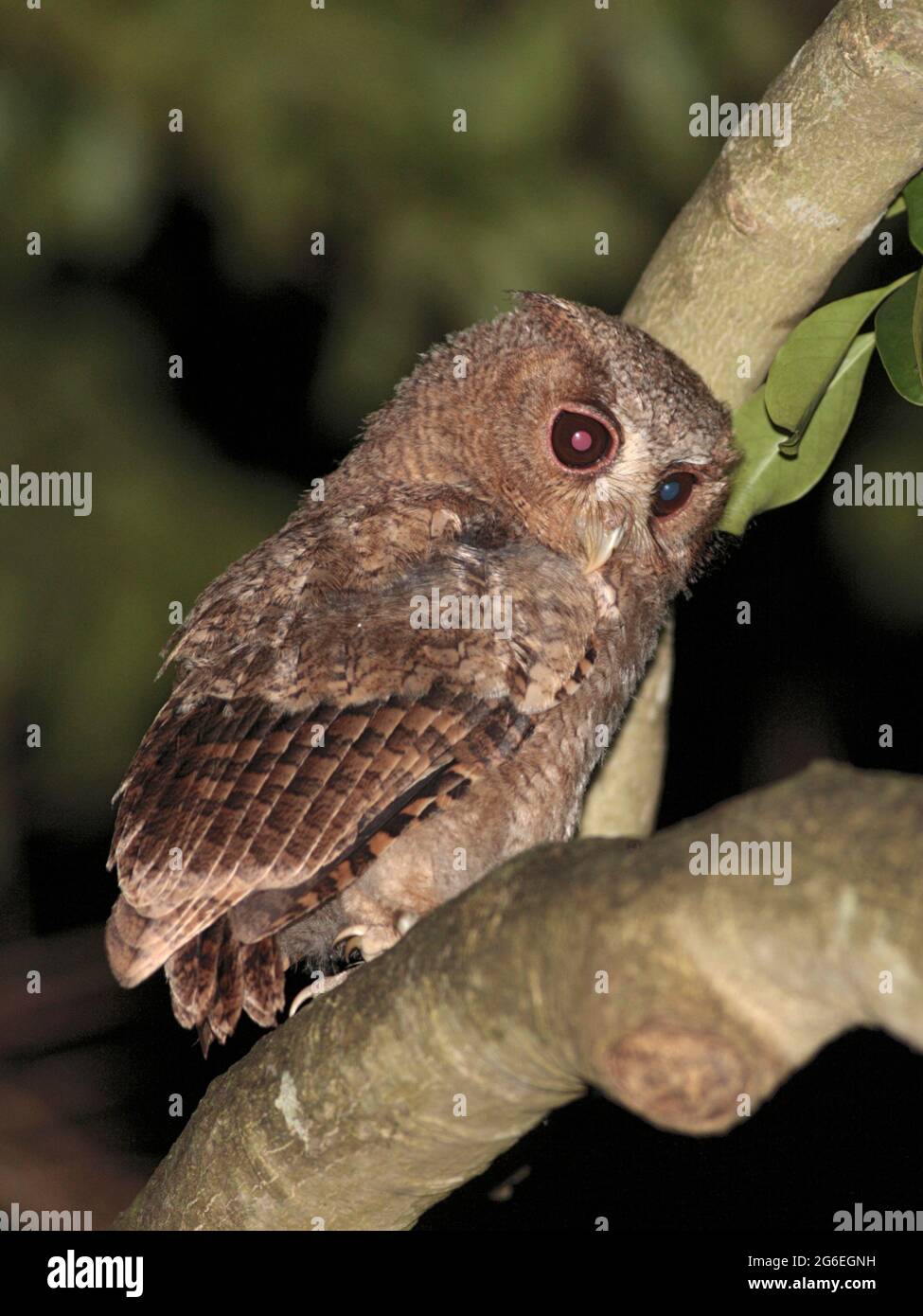 Reddish Scops Owl