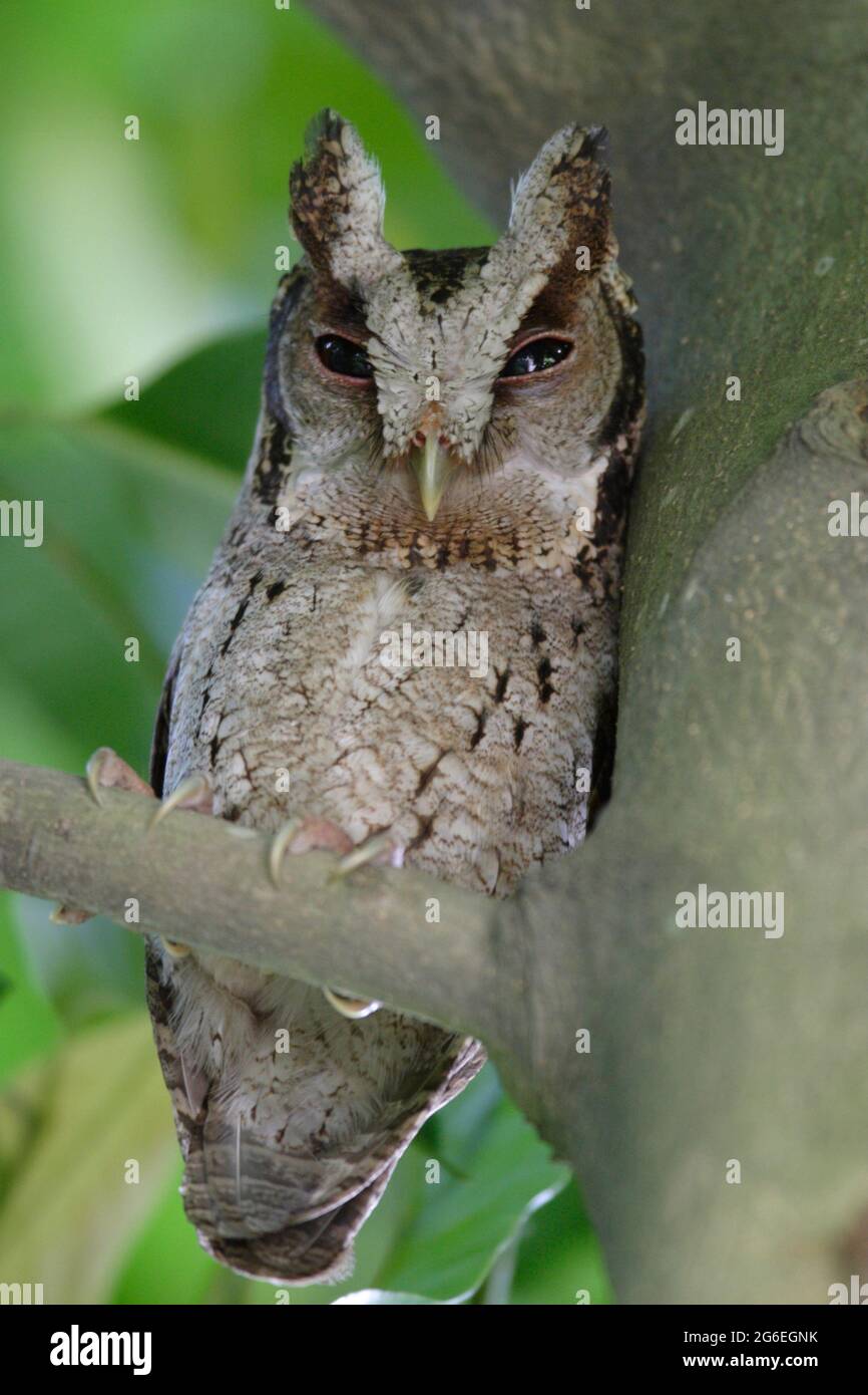 Collared Scops Owl (Otus lettia), adult, vertical, perched in shady ...