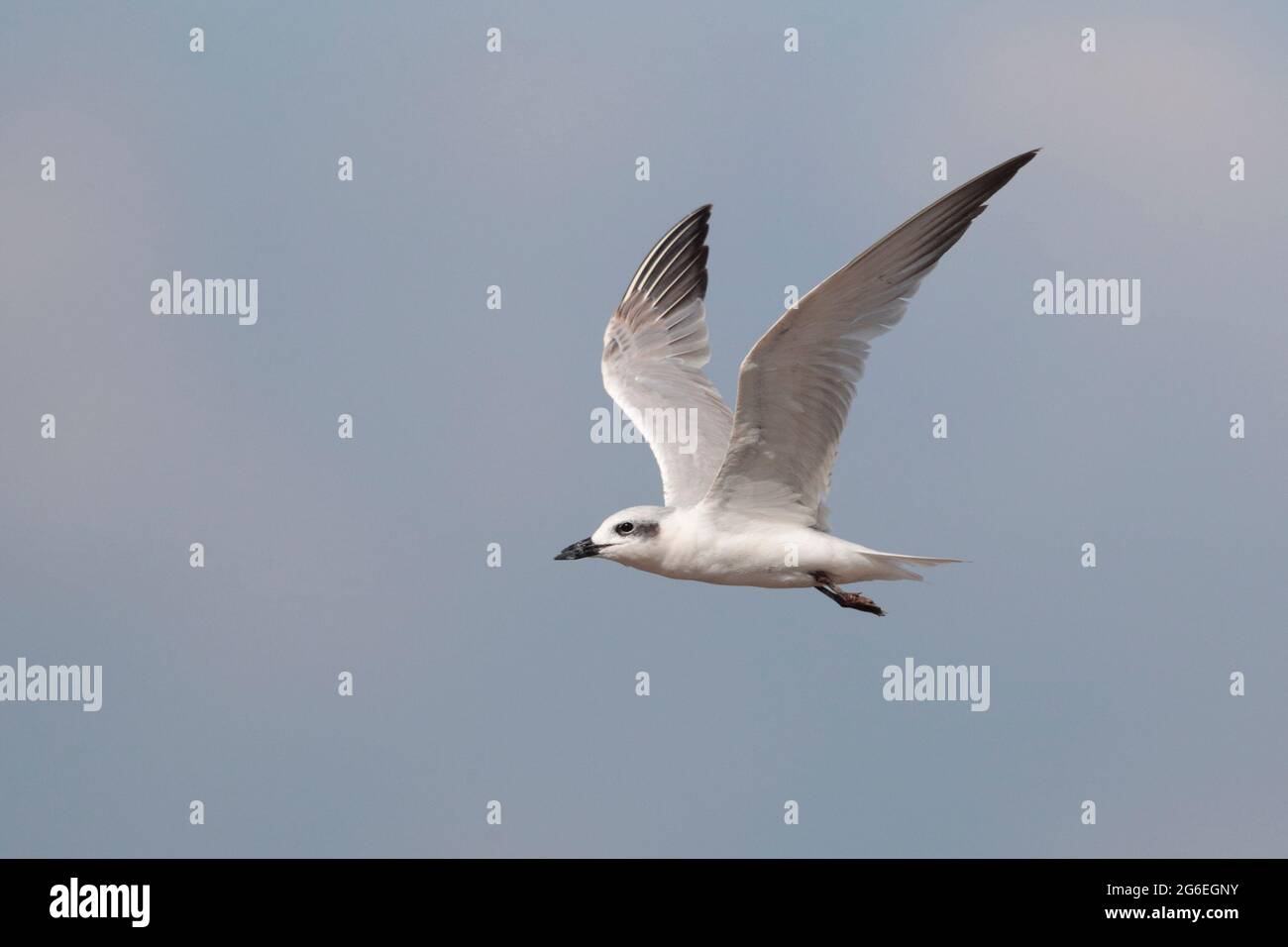 Gull Billed Tern