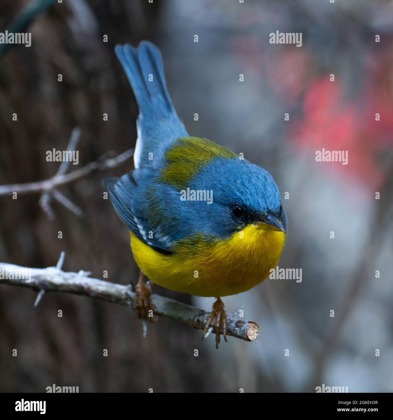 Is a small insectivorous passerine bird hi-res stock photography and ...