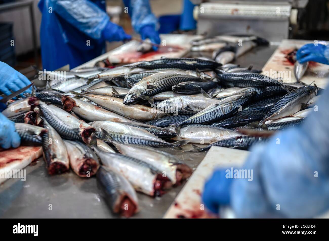 A large pile of mackerel carcasses. Sea fish. A worker cuts off the ...