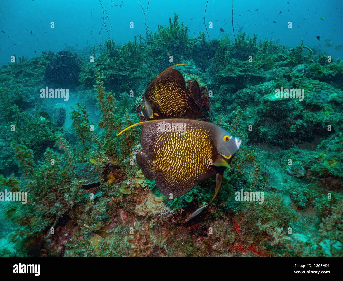 the seabed teeming with life Stock Photo - Alamy
