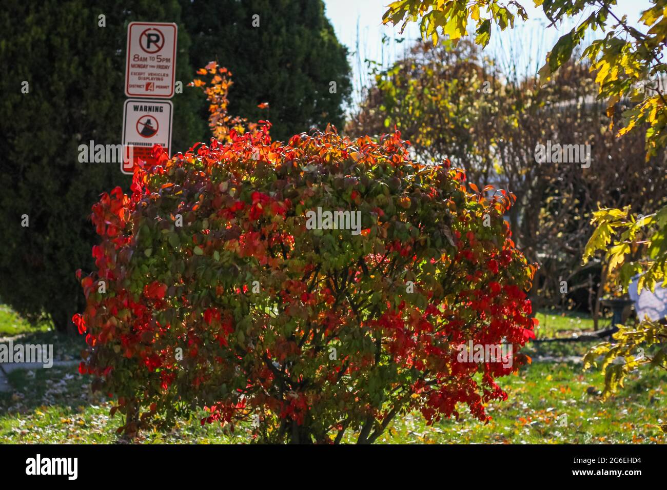 fall to winter plants, trees, and leaves changing colors Stock Photo ...