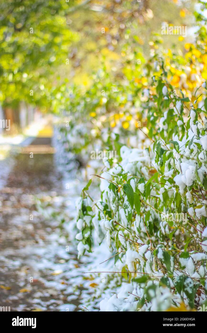 fall to winter plants, trees, and leaves changing colors Stock Photo ...