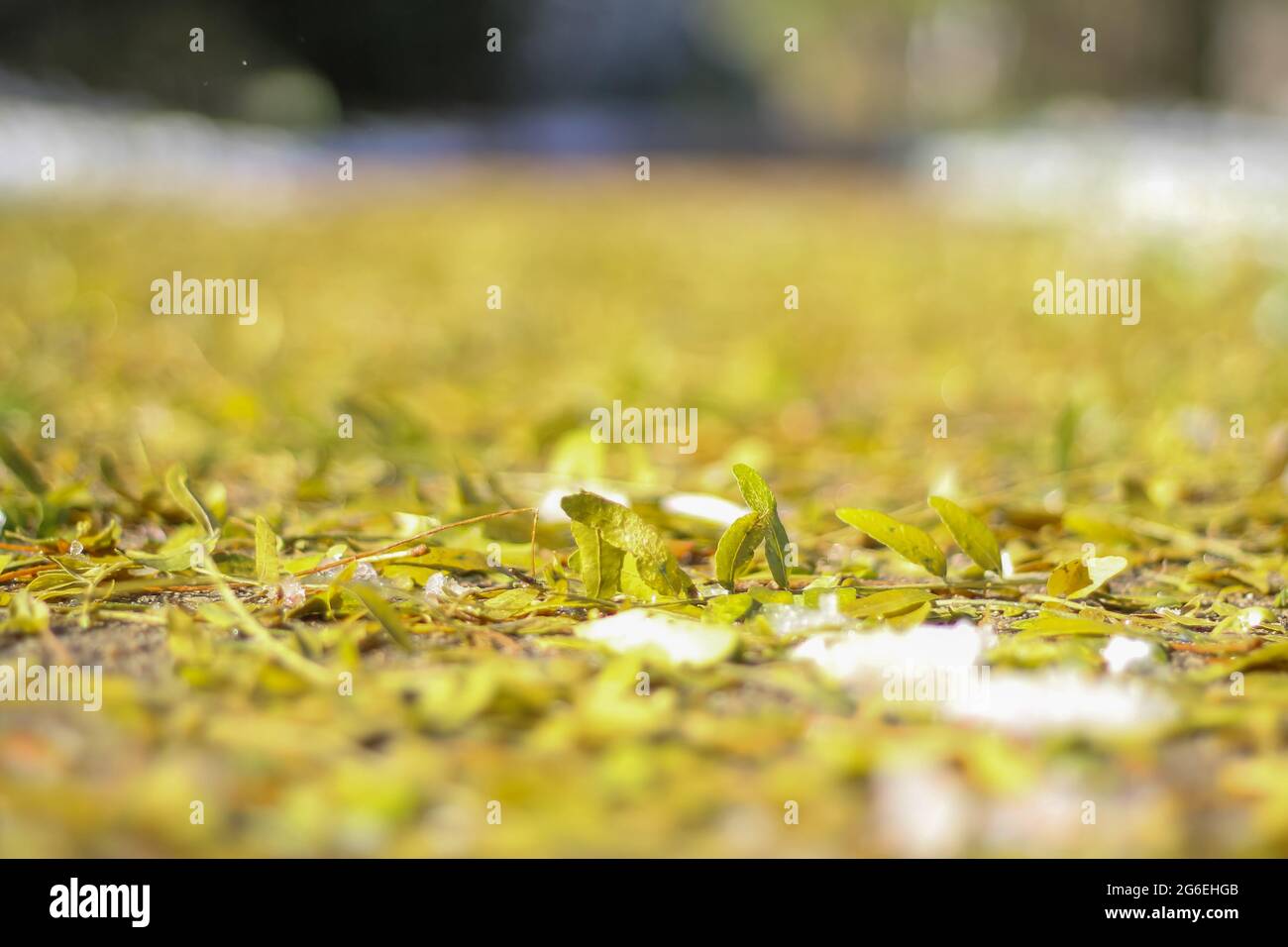fall to winter plants, trees, and leaves changing colors Stock Photo ...