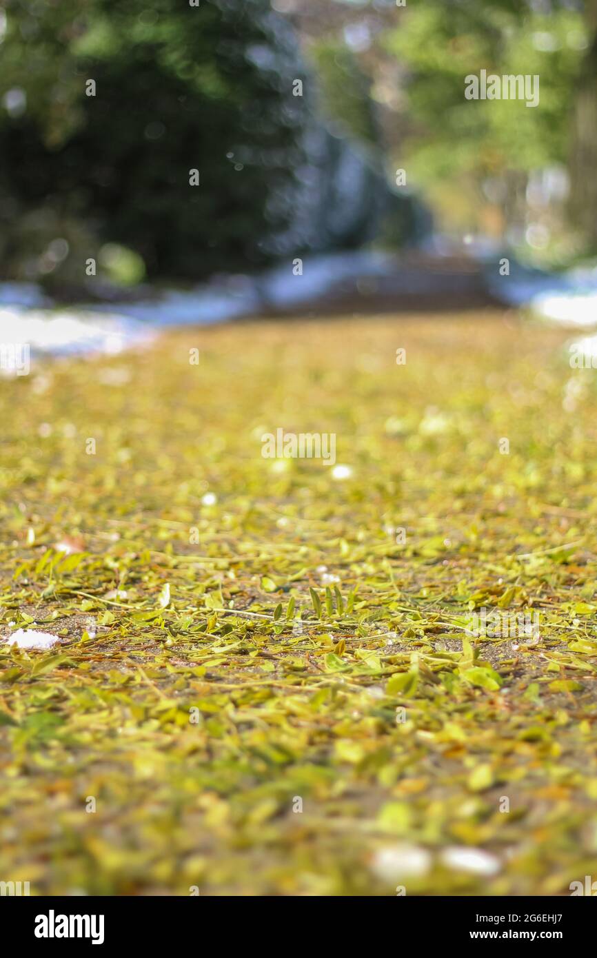 fall to winter plants, trees, and leaves changing colors Stock Photo ...