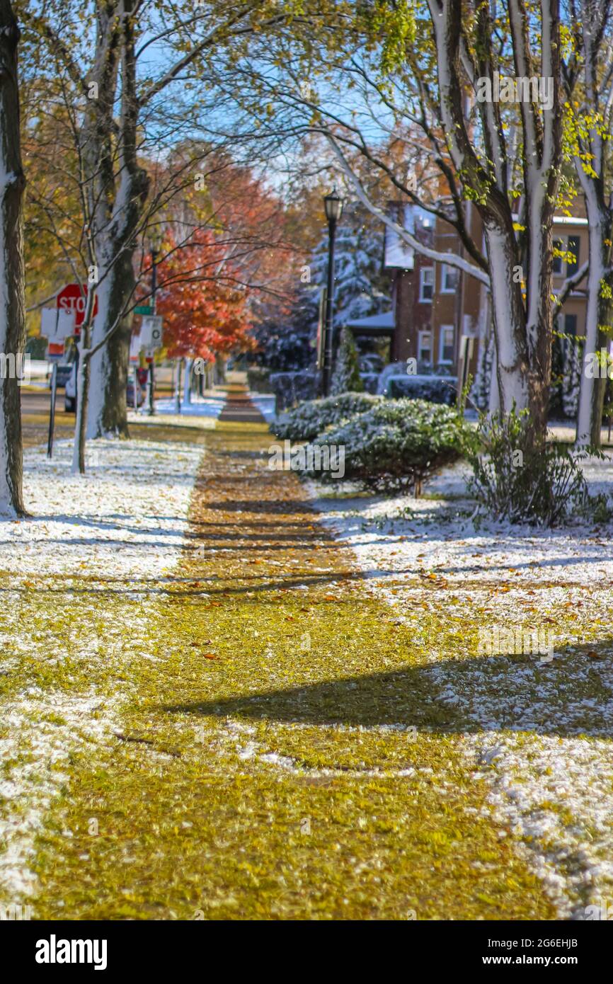 fall to winter plants, trees, and leaves changing colors Stock Photo ...
