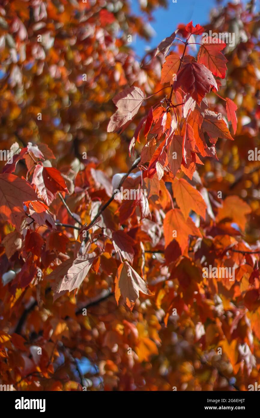 fall to winter plants, trees, and leaves changing colors Stock Photo ...