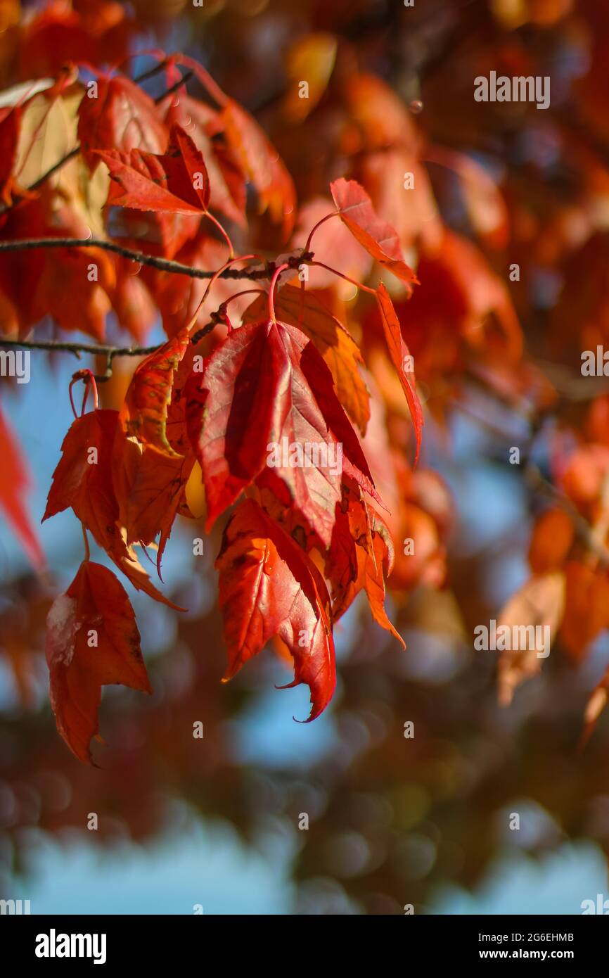 fall to winter plants, trees, and leaves changing colors Stock Photo ...