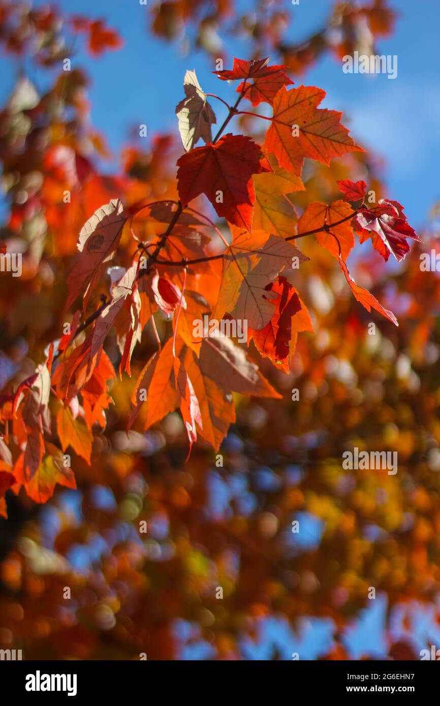 No color change hi-res stock photography and images - Alamy