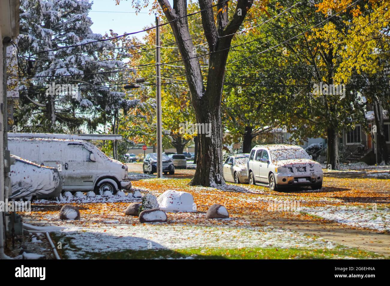 fall to winter plants, trees, and leaves changing colors Stock Photo ...