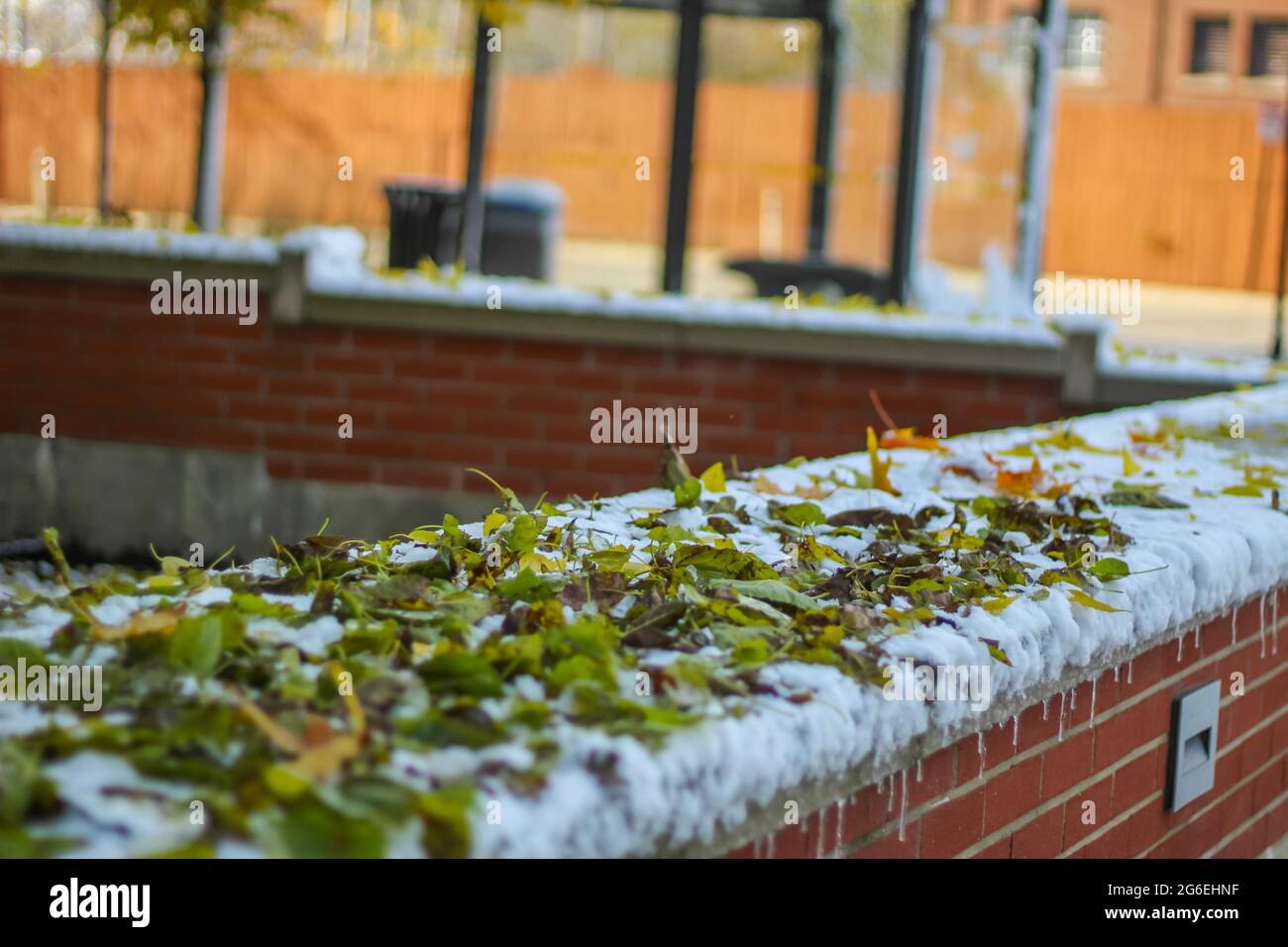 fall to winter plants, trees, and leaves changing colors Stock Photo ...