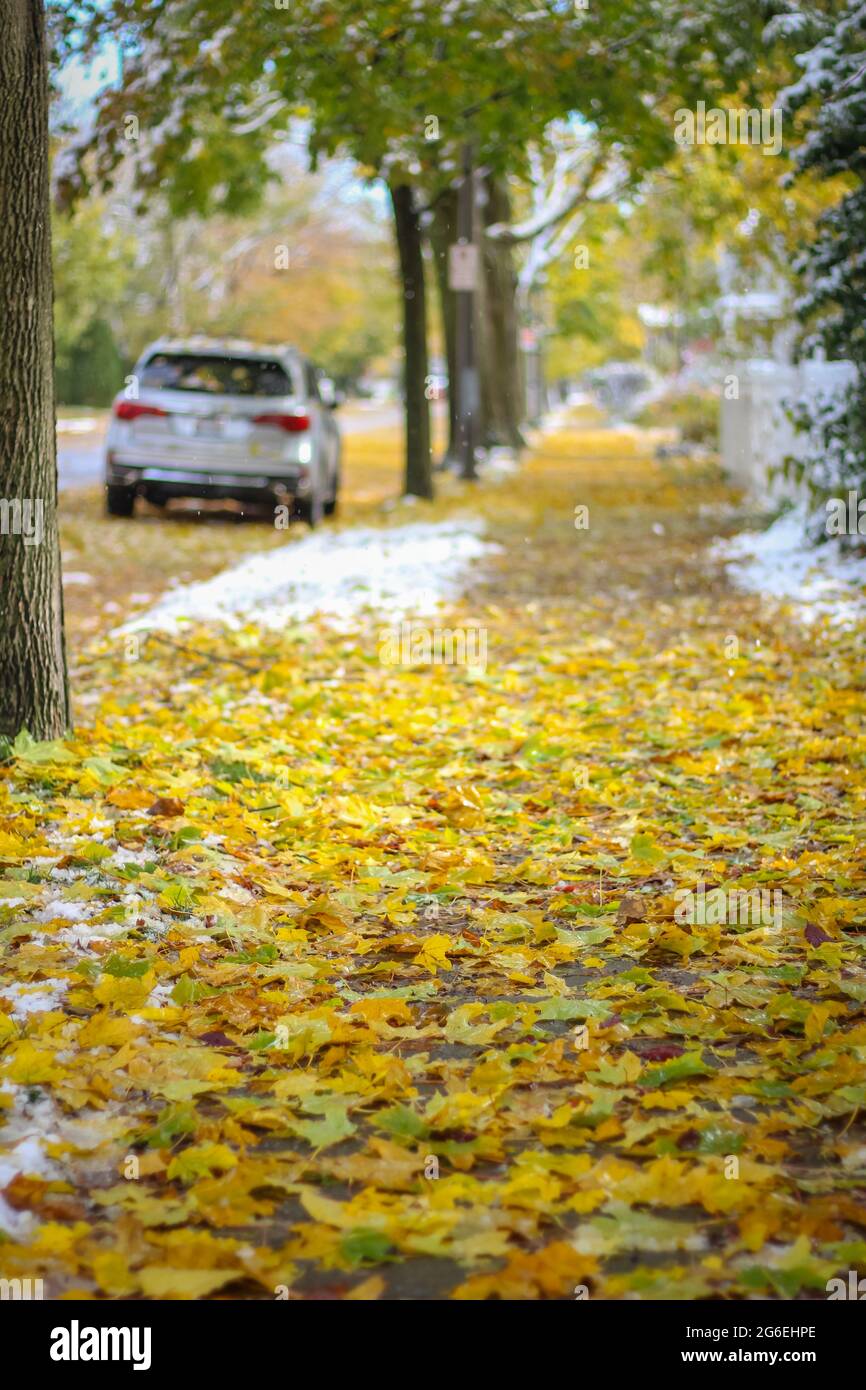 fall to winter plants, trees, and leaves changing colors Stock Photo ...