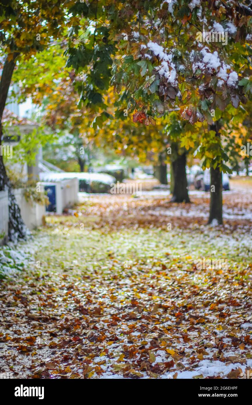 fall to winter plants, trees, and leaves changing colors Stock Photo ...
