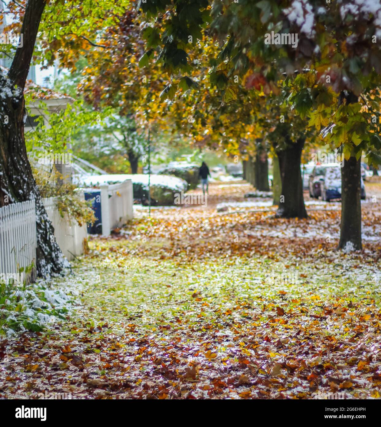 fall to winter plants, trees, and leaves changing colors Stock Photo ...