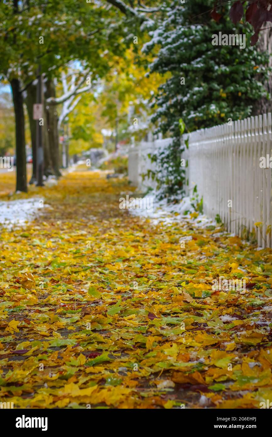 fall to winter plants, trees, and leaves changing colors Stock Photo ...