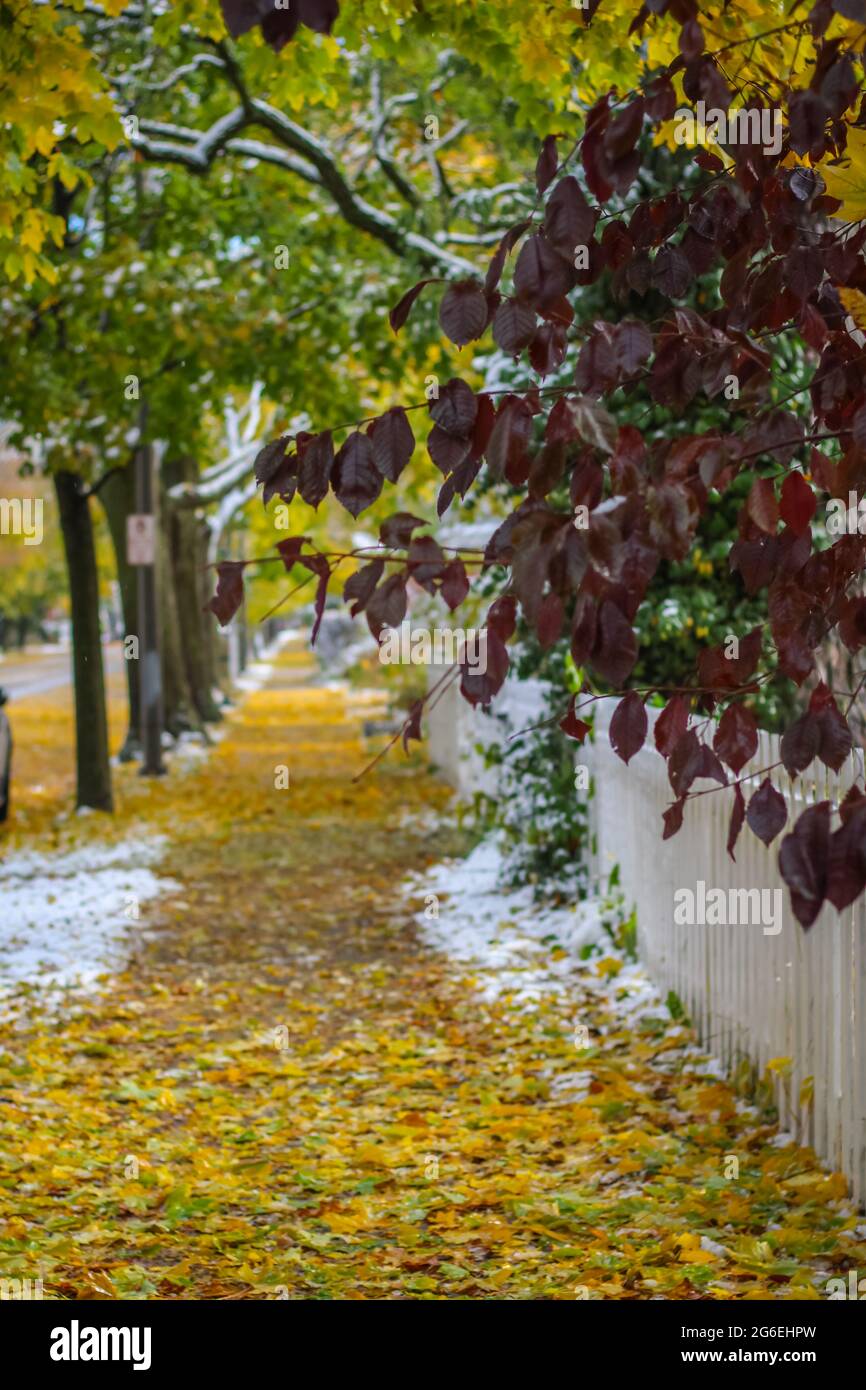 fall to winter plants, trees, and leaves changing colors Stock Photo ...