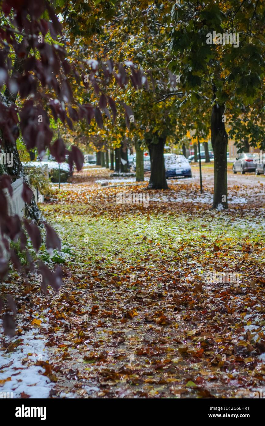 fall to winter plants, trees, and leaves changing colors Stock Photo ...