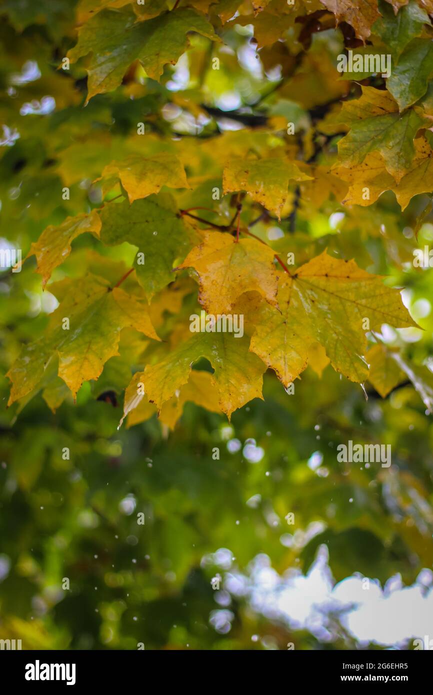 fall to winter plants, trees, and leaves changing colors Stock Photo ...