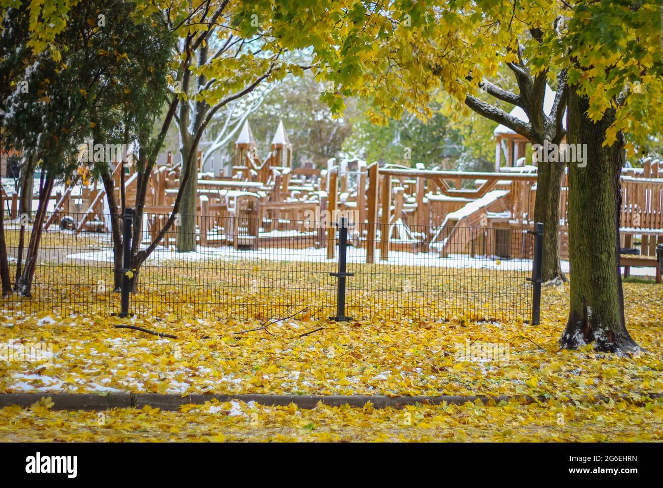 fall to winter plants, trees, and leaves changing colors Stock Photo ...