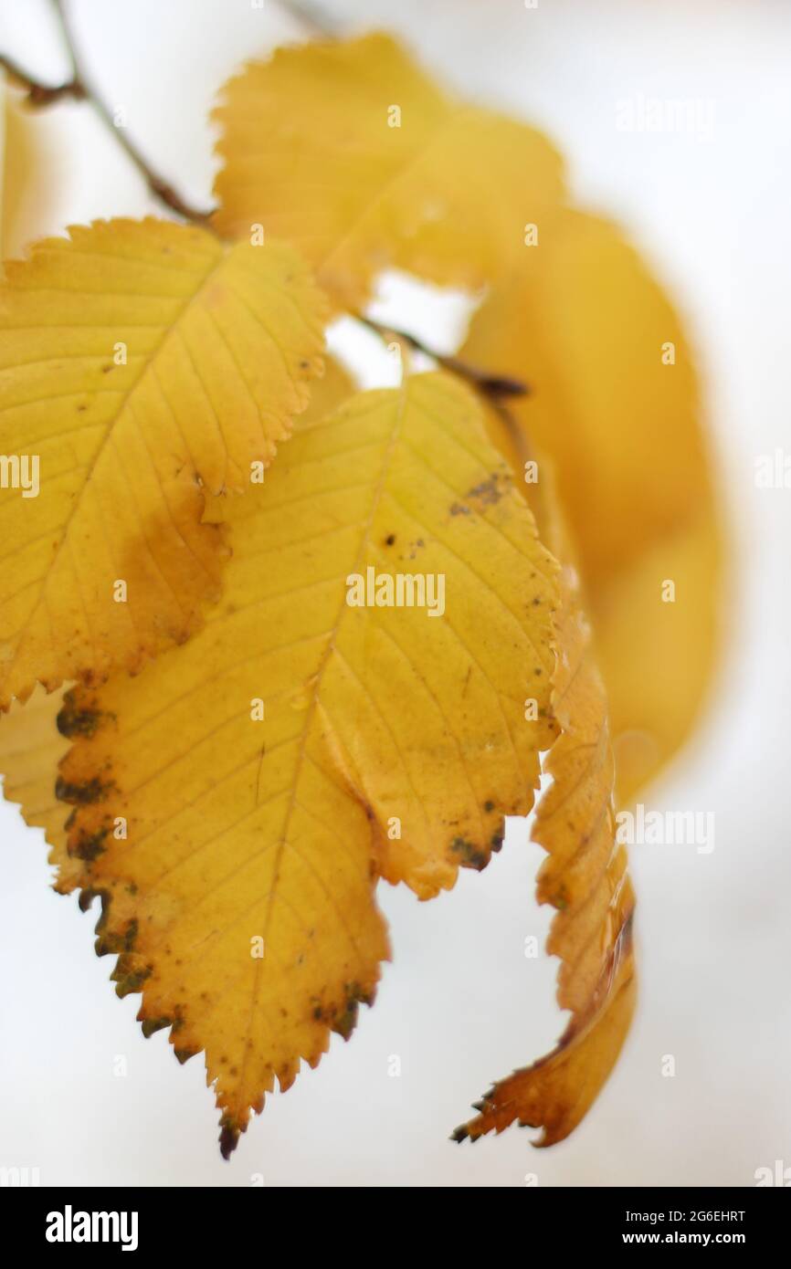 fall to winter plants, trees, and leaves changing colors Stock Photo ...