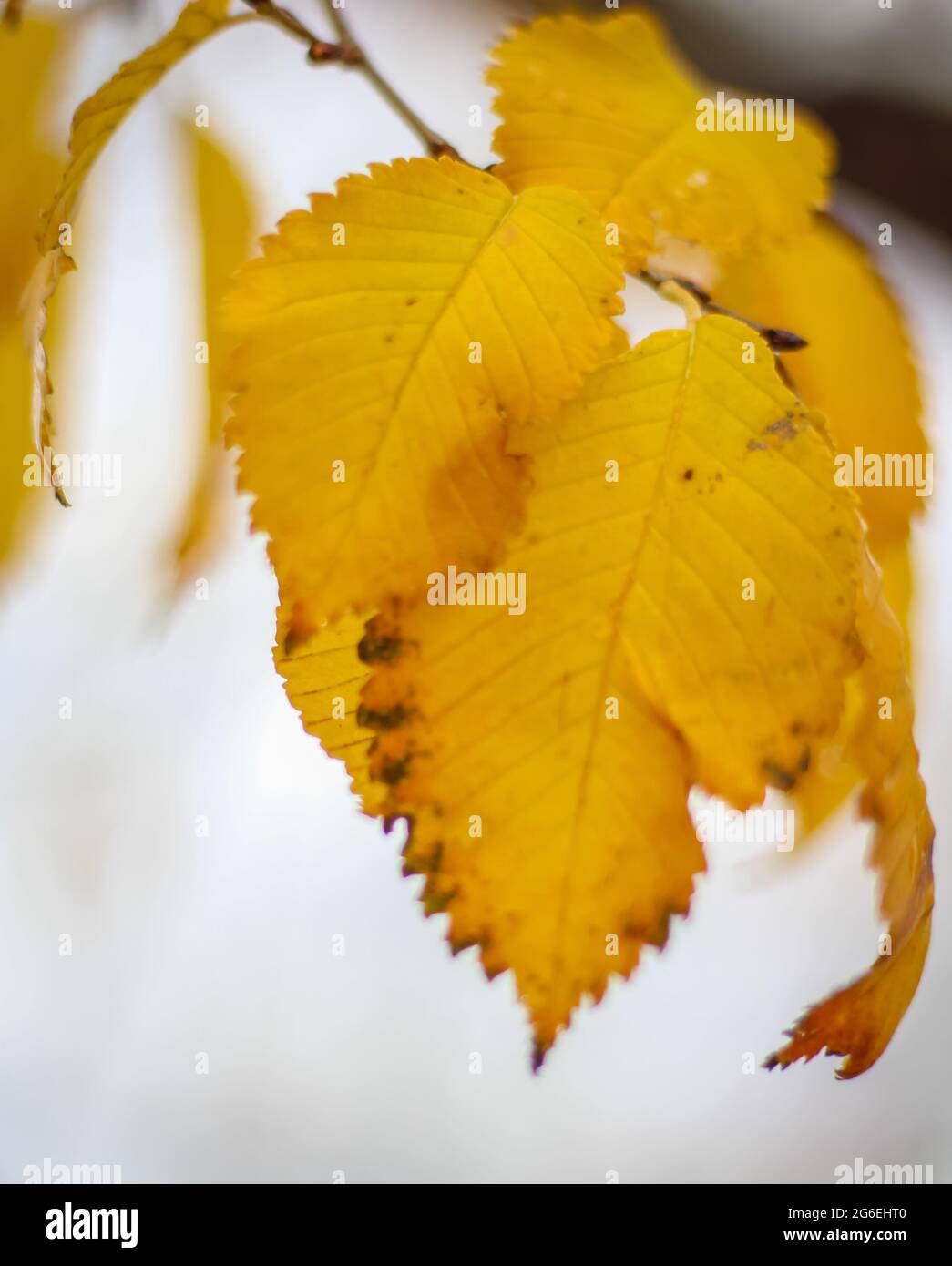 fall to winter plants, trees, and leaves changing colors Stock Photo ...