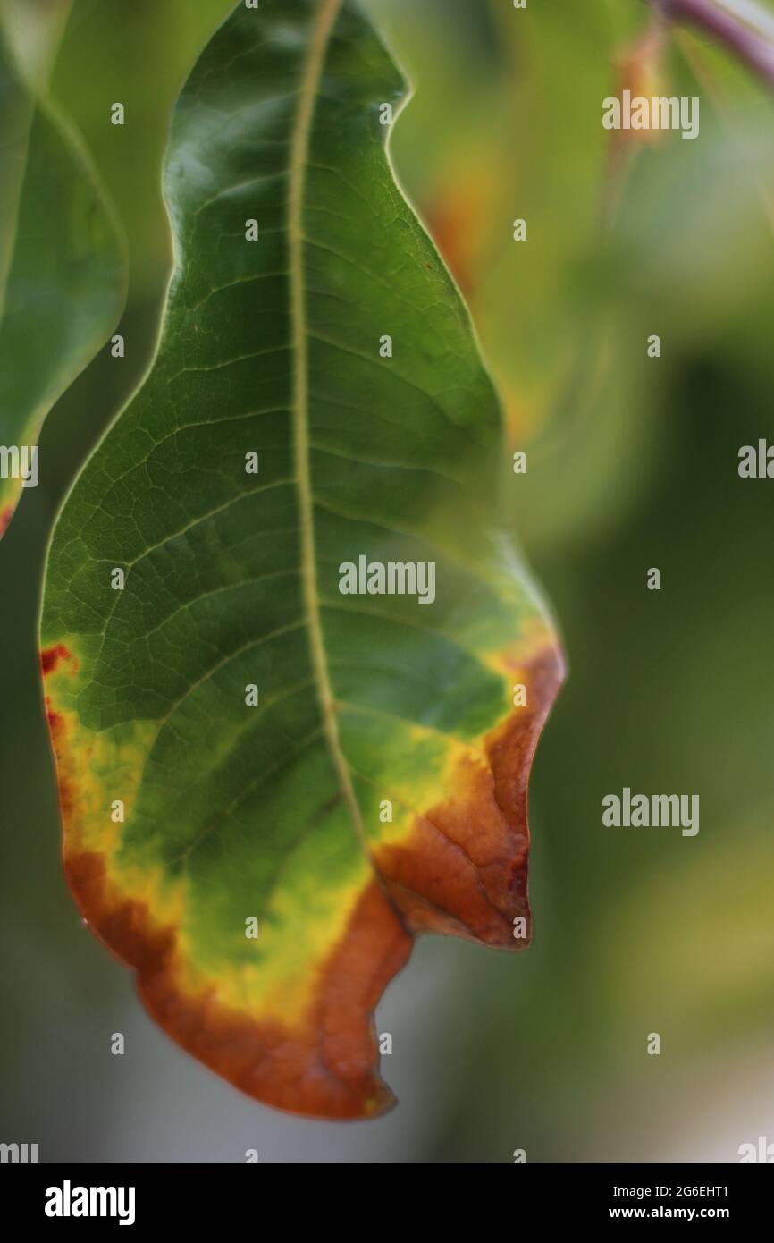 fall to winter plants, trees, and leaves changing colors Stock Photo ...