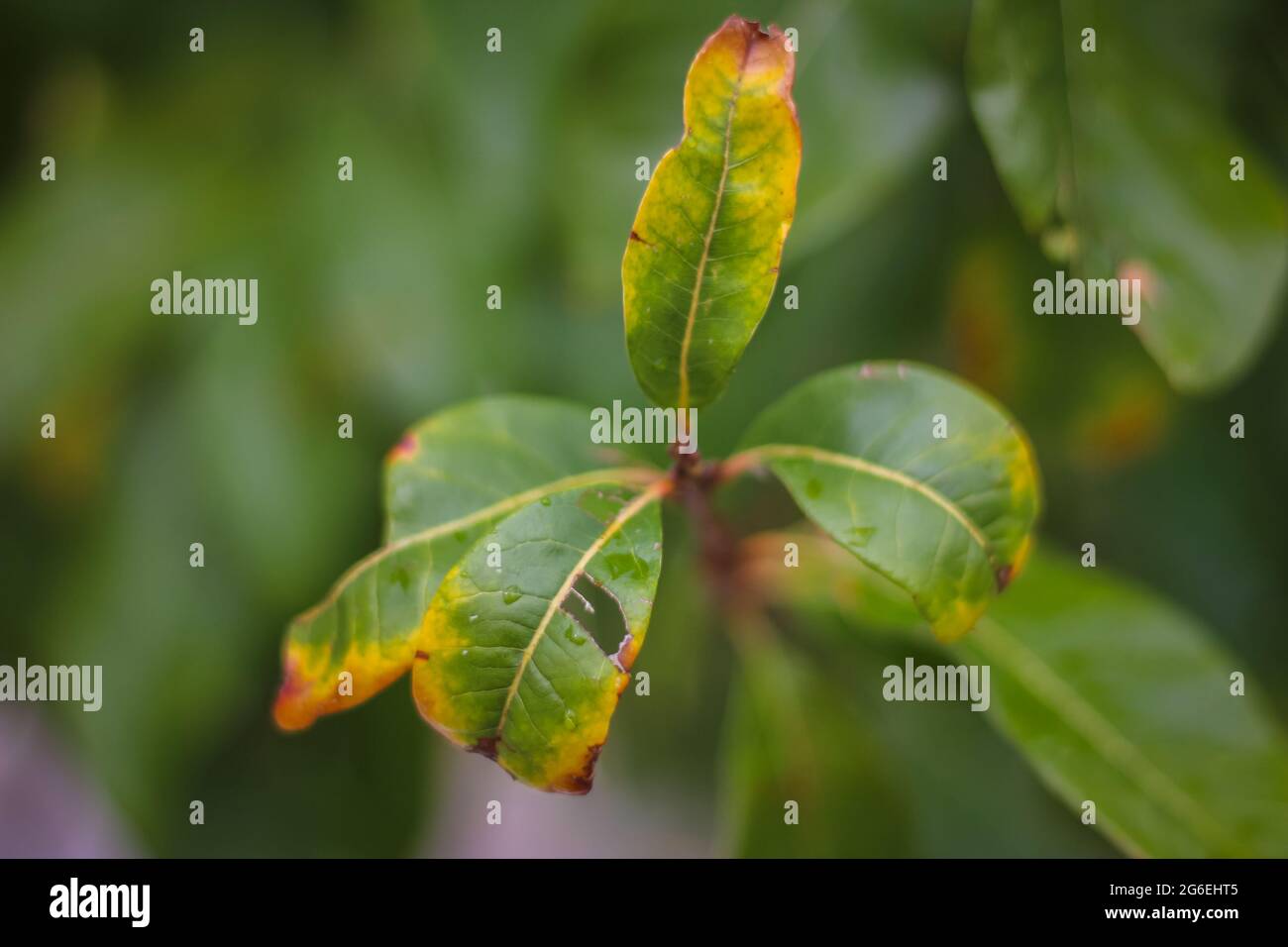 fall to winter plants, trees, and leaves changing colors Stock Photo ...