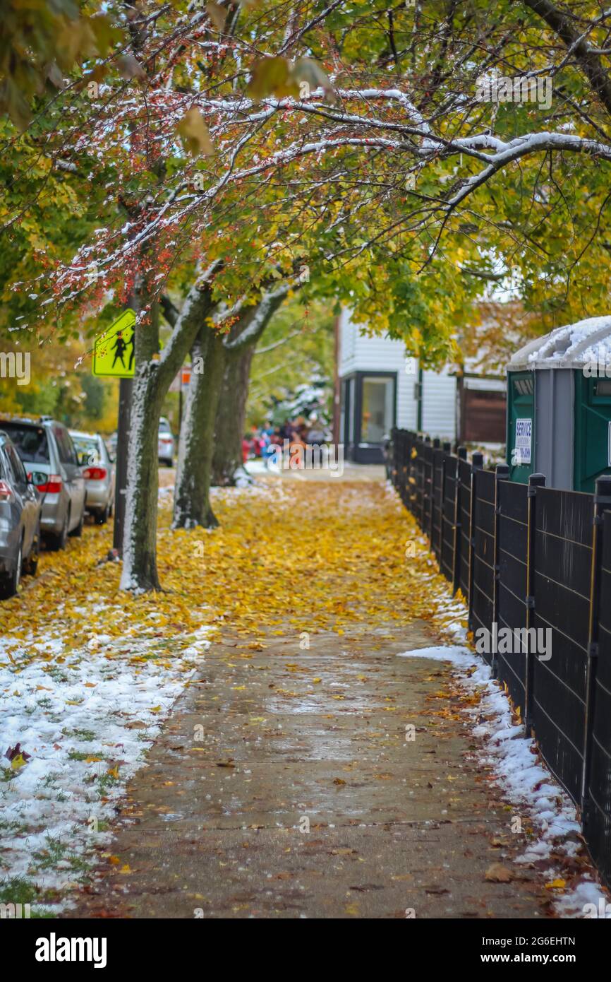 fall to winter plants, trees, and leaves changing colors Stock Photo ...