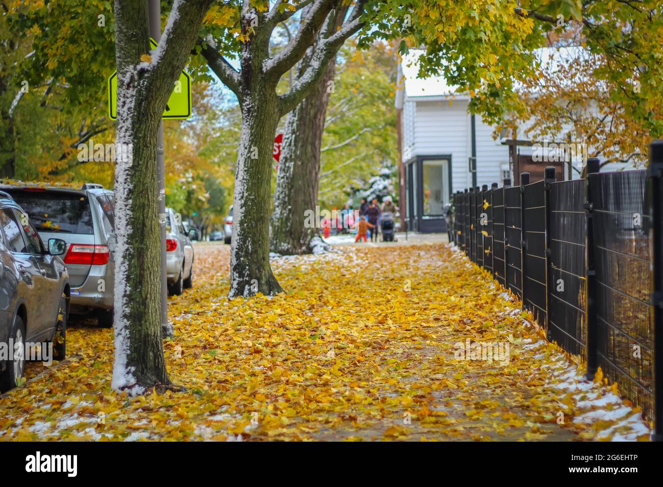 fall to winter plants, trees, and leaves changing colors Stock Photo ...