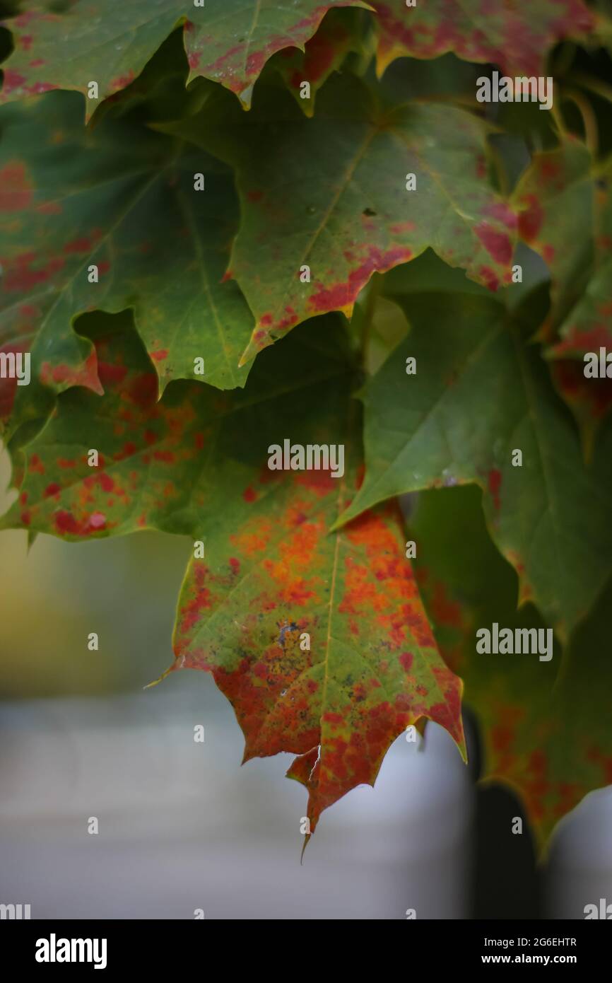 fall to winter plants, trees, and leaves changing colors Stock Photo ...