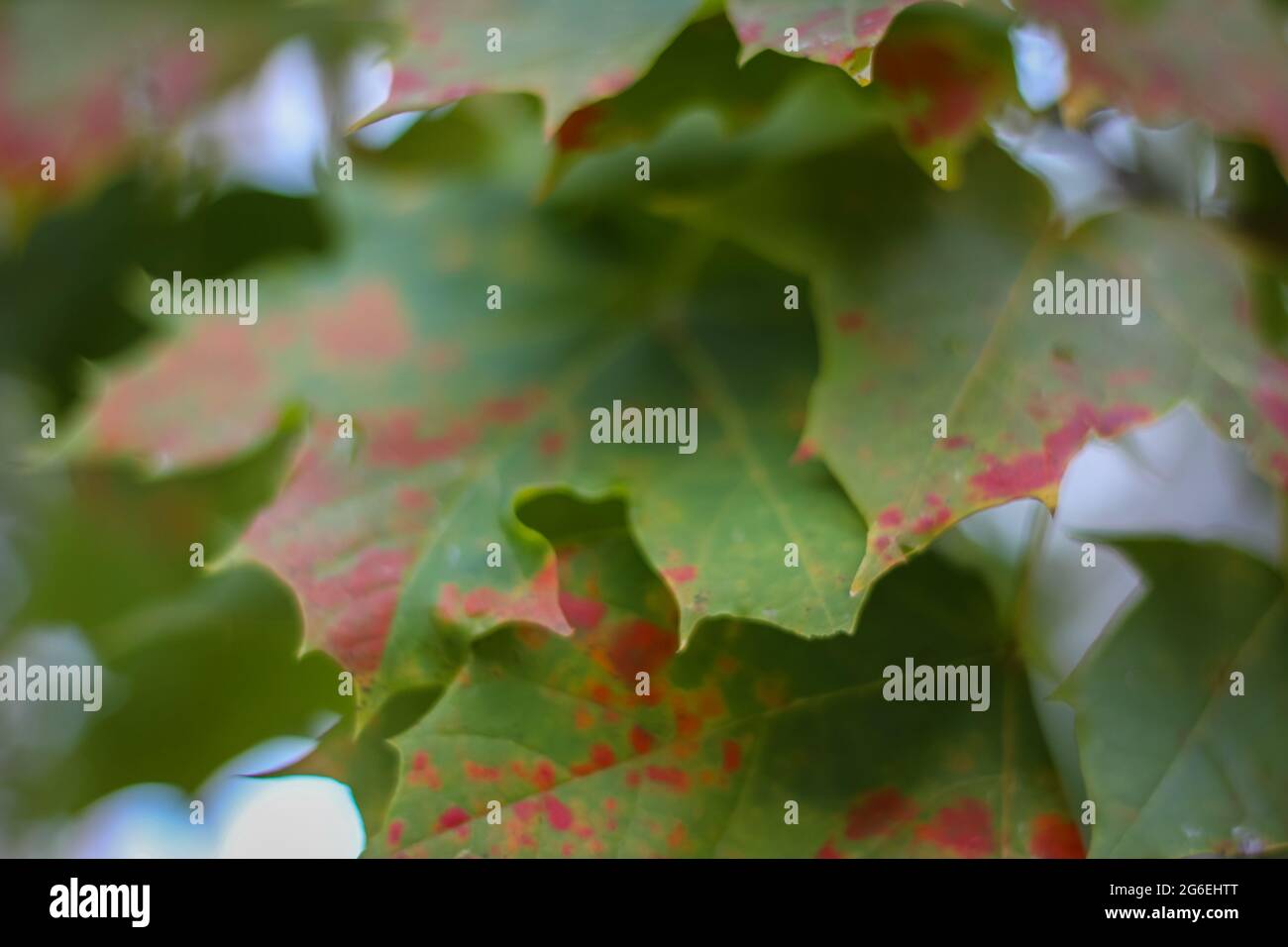 fall to winter plants, trees, and leaves changing colors Stock Photo ...