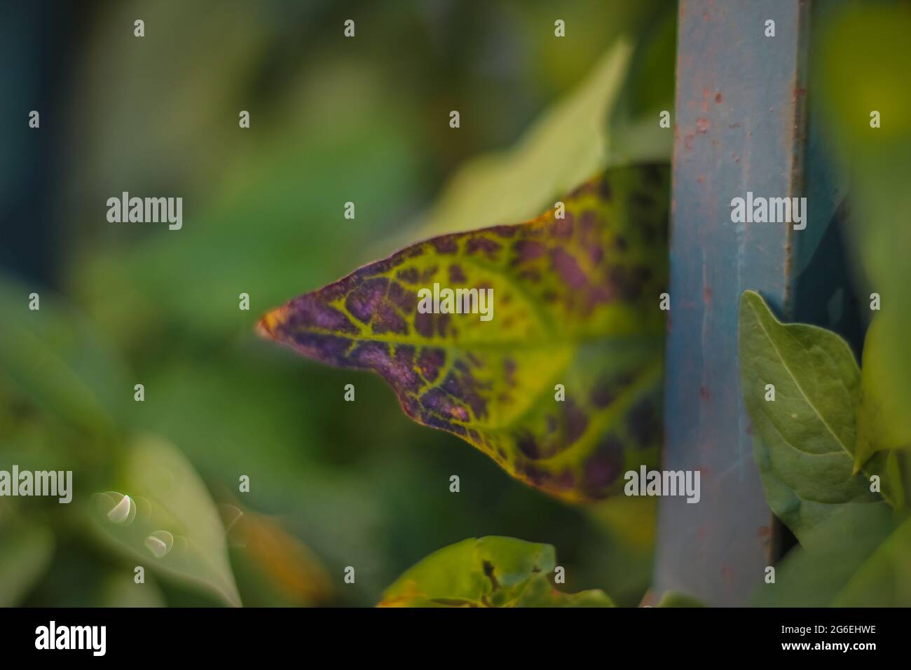 fall to winter plants, trees, and leaves changing colors Stock Photo ...