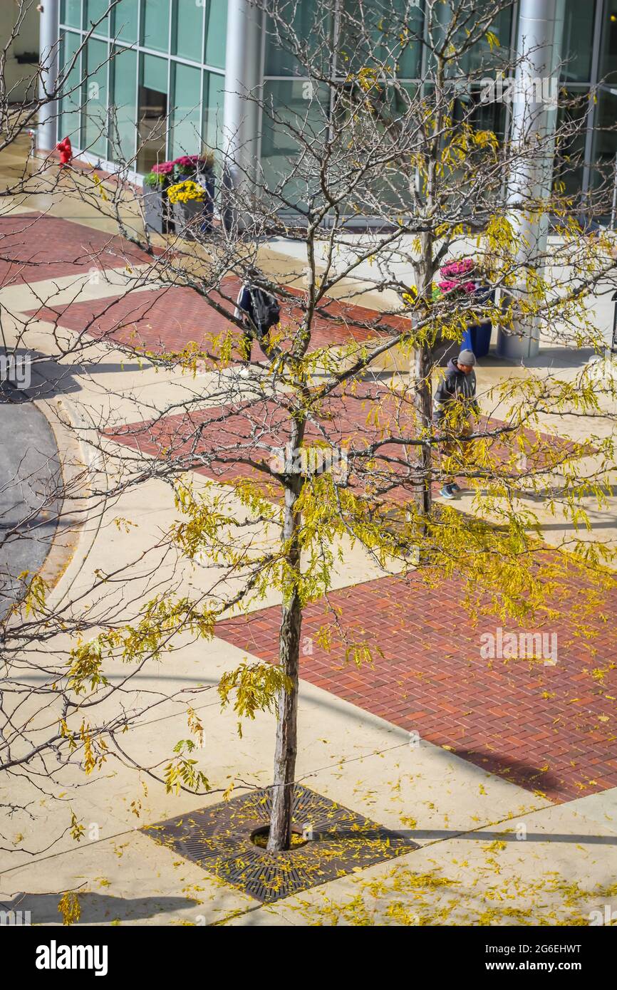 fall to winter plants, trees, and leaves changing colors Stock Photo ...