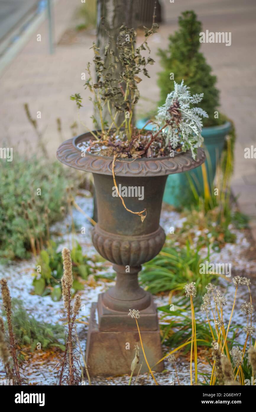 fall to winter plants, trees, and leaves changing colors Stock Photo ...
