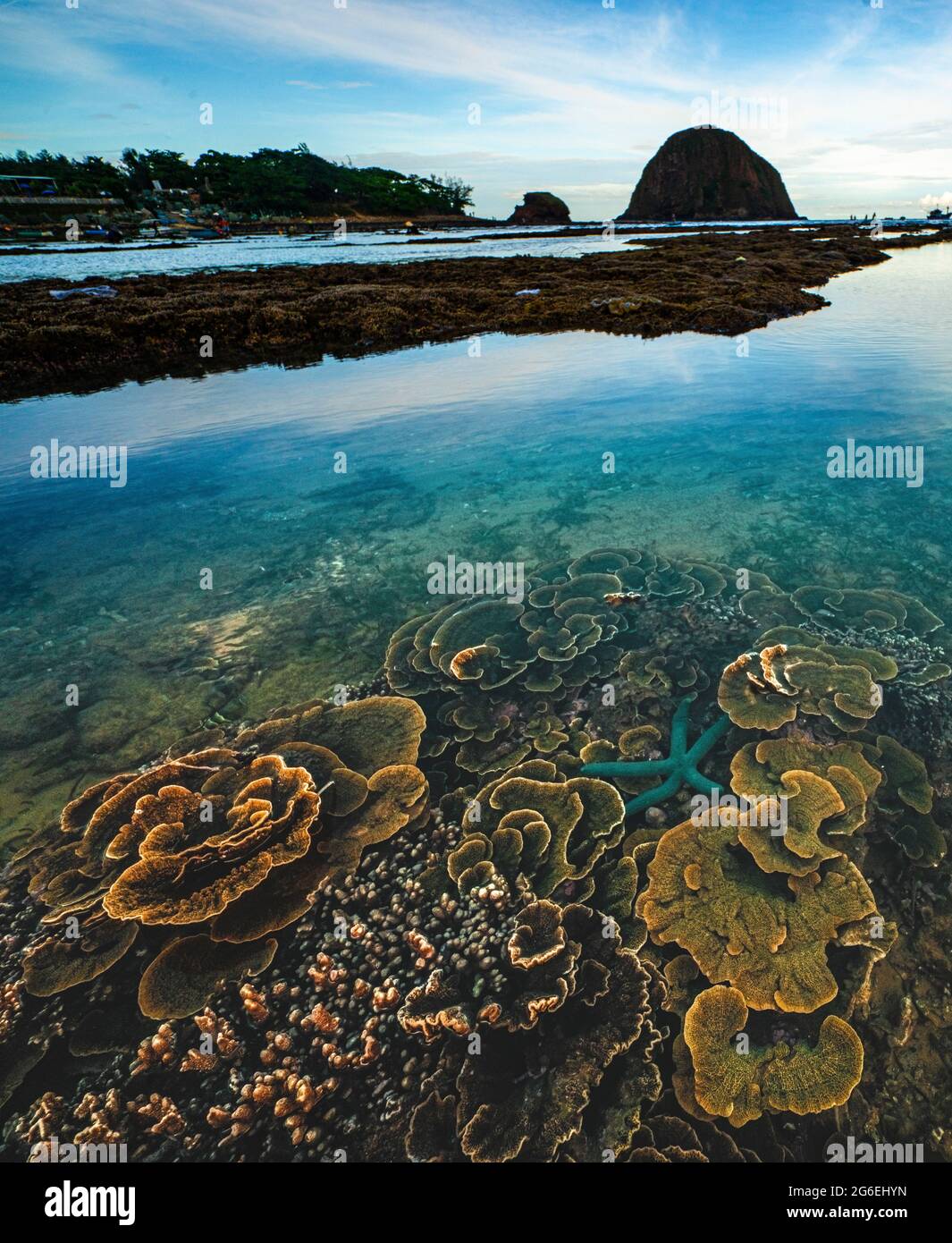 Colorful coral at Hon Yen island in Phu Yen province Vietnam Stock ...