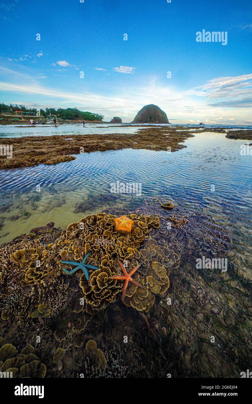 Colorful coral at Hon Yen island in Phu Yen province Vietnam Stock ...