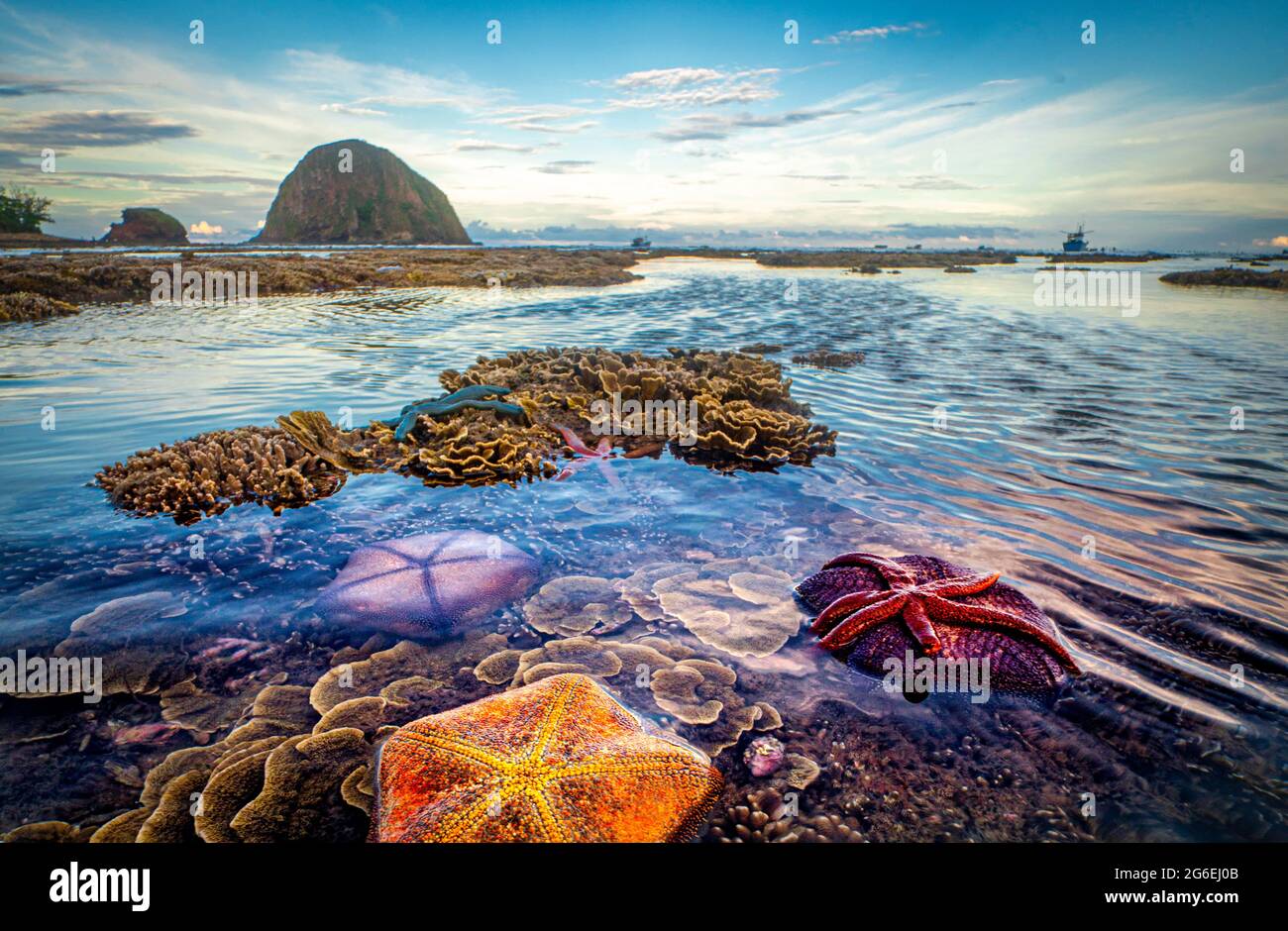 Colorful coral at Hon Yen island in Phu Yen province Vietnam Stock ...