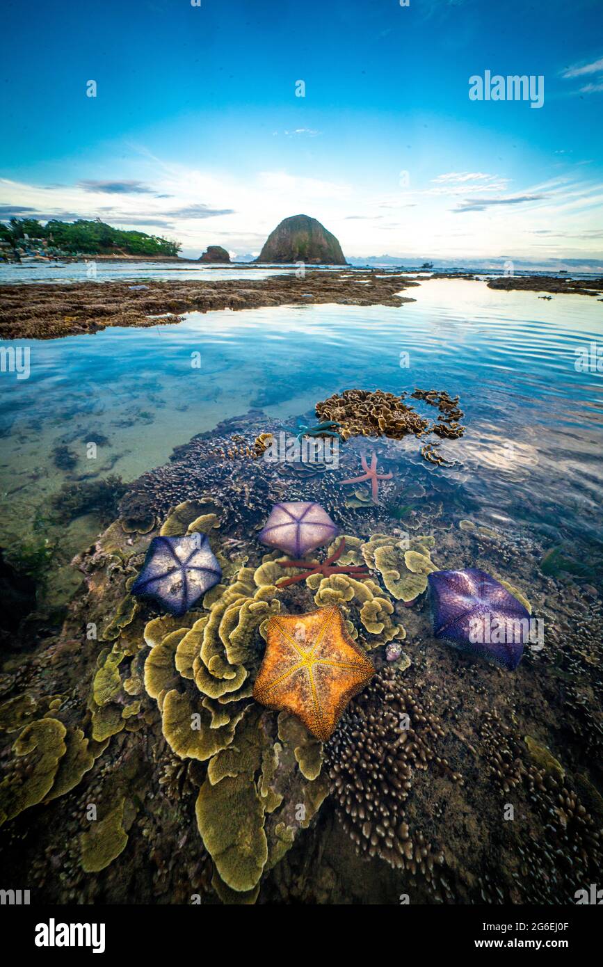 Colorful coral at Hon Yen island in Phu Yen province Vietnam Stock ...