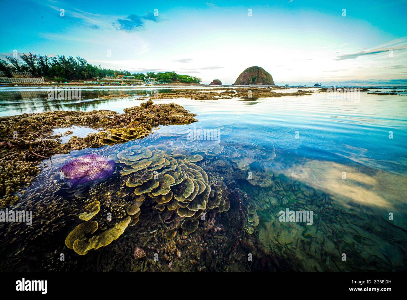 Colorful coral at Hon Yen island in Phu Yen province Vietnam Stock ...