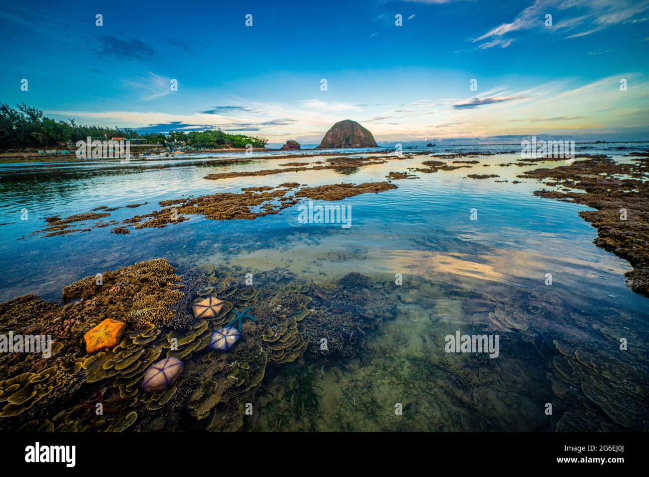 Colorful coral at Hon Yen island in Phu Yen province Vietnam Stock ...