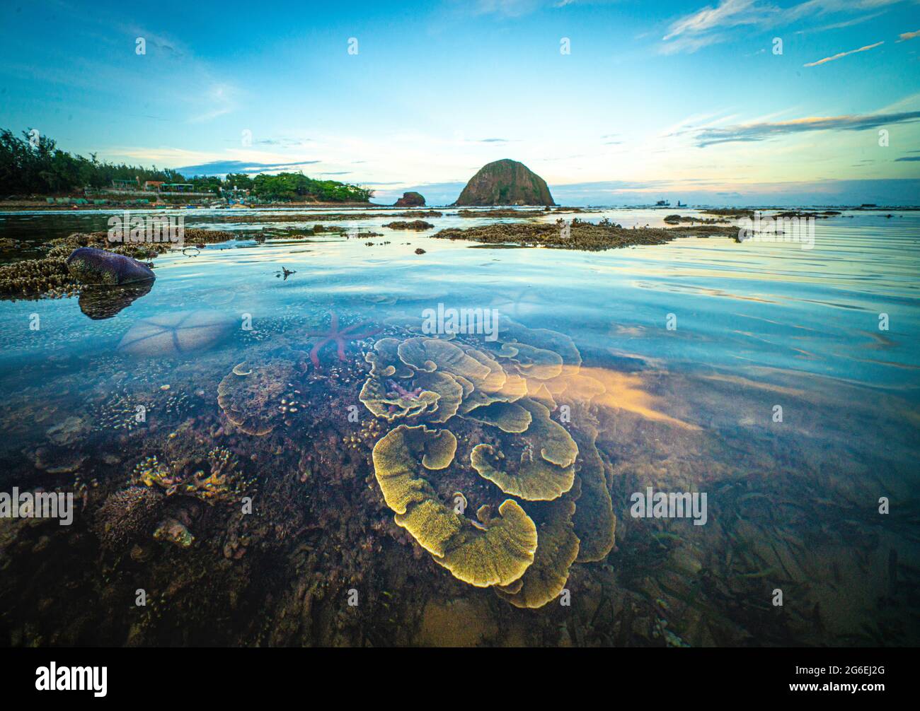 Colorful coral at Hon Yen island in Phu Yen province Vietnam Stock ...