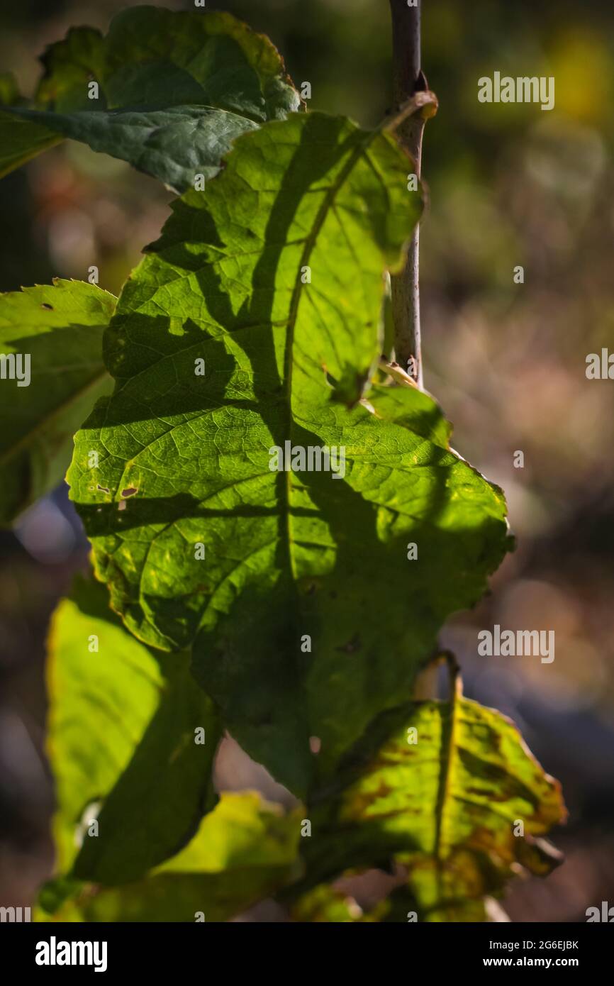 fall to winter plants, trees, and leaves changing colors Stock Photo ...