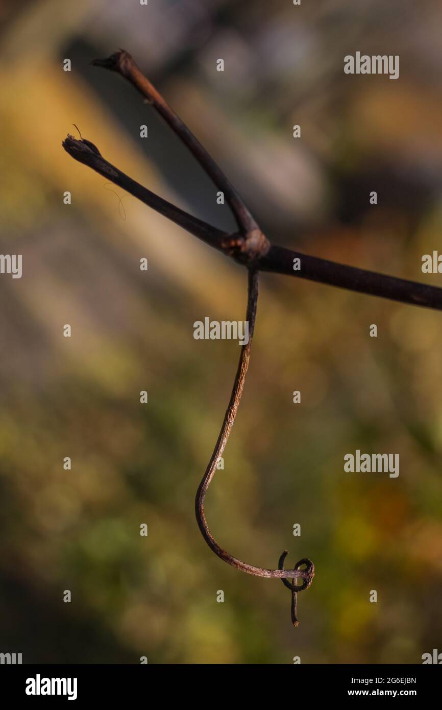 fall to winter plants, trees, and leaves changing colors Stock Photo ...