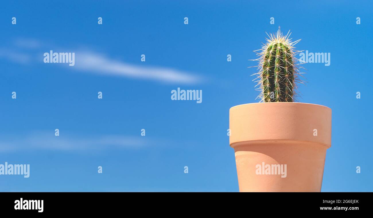 Potted cactus and blue sky with copy space Stock Photo - Alamy