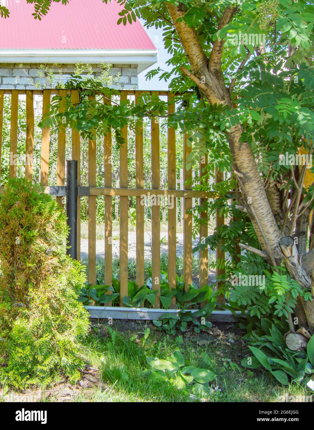 A new wooden fence and planted thuja and rowan trees, thickets of ...