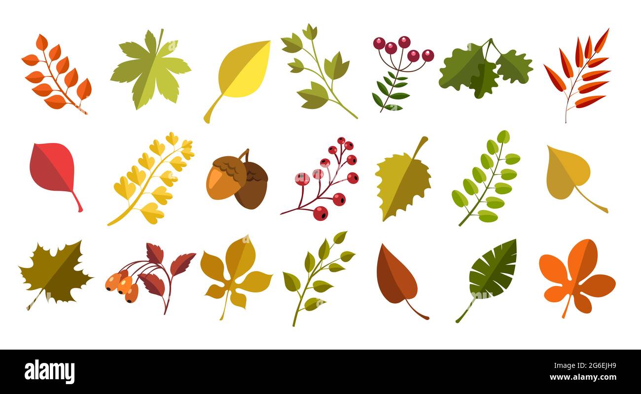 Beautiful oak leaves acorns Stock Vector Images - Alamy