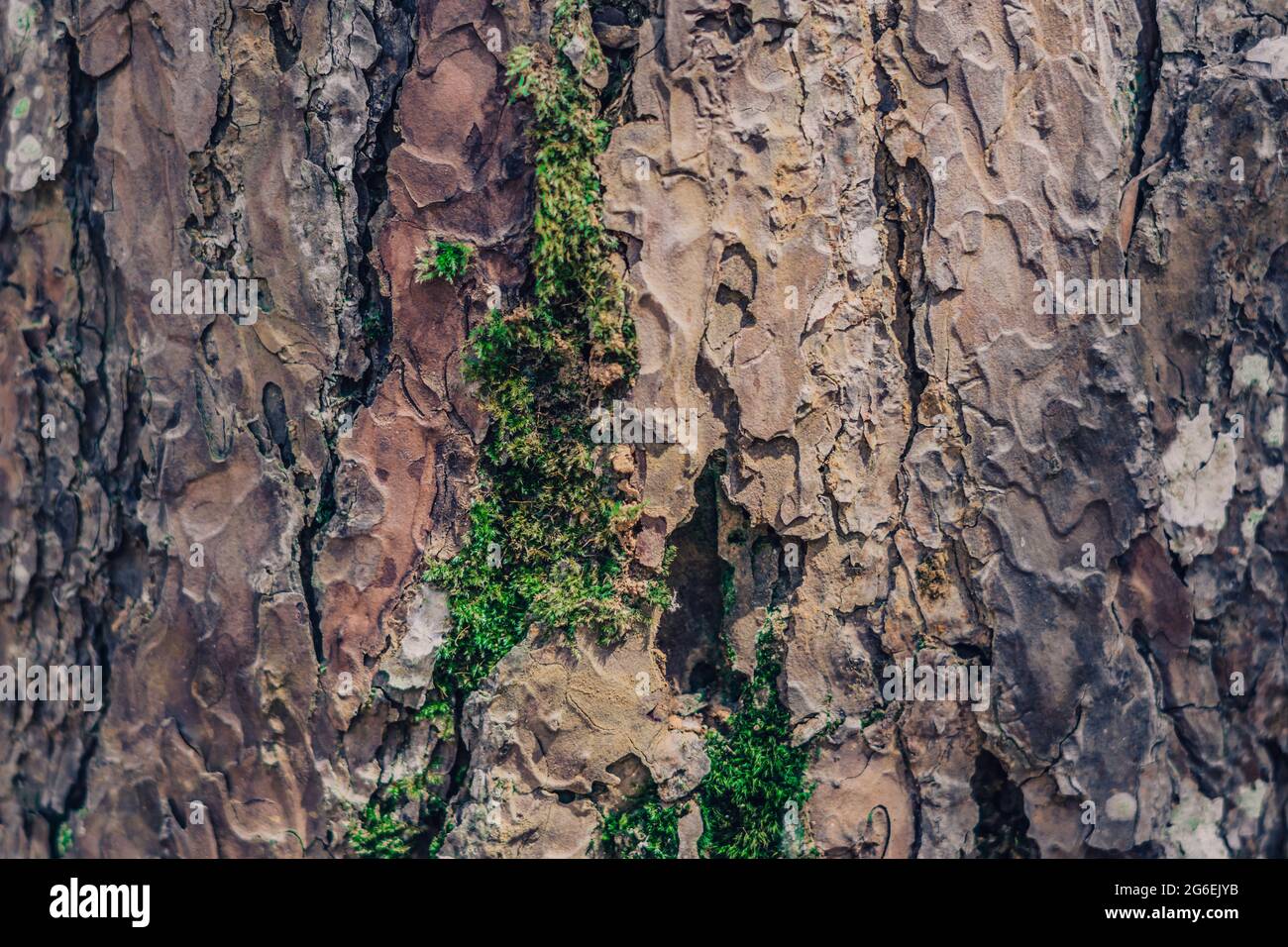 Close-up shot. Green lichen growing on bark coniferous tree in wild ...