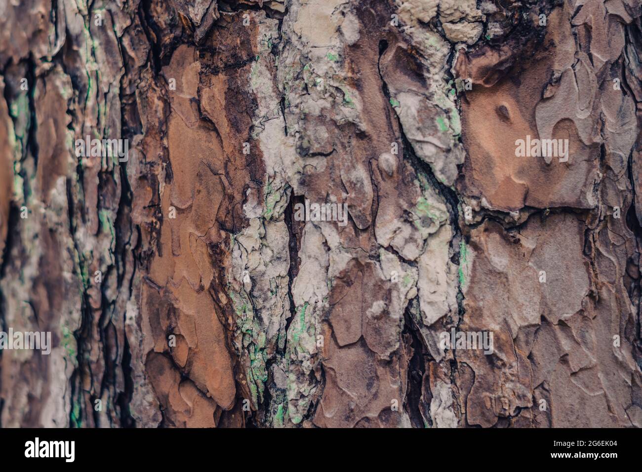 Close-up shot. Green lichen growing on bark coniferous tree in wild ...