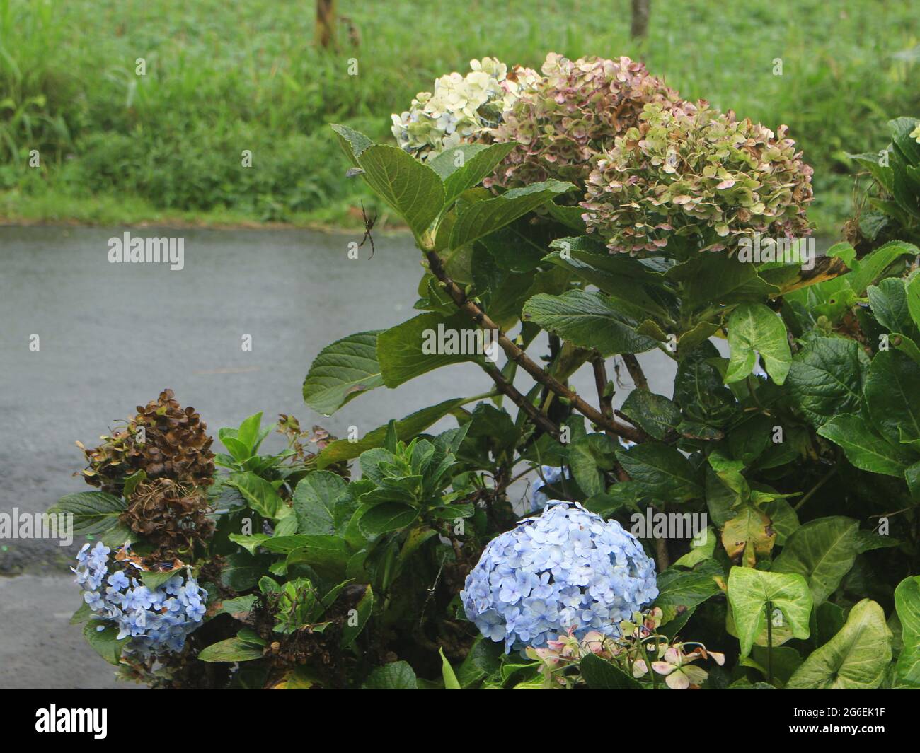 beautiful and romantic mountain hydrangea flowers, colorful and exotic ...